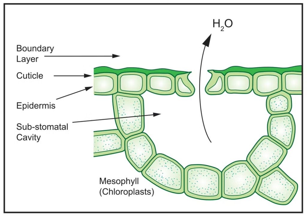 Grow Room Environmental Control